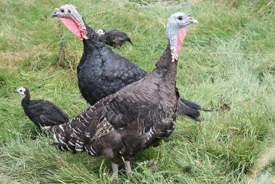 Bronze Turkey - Breed Profile - Backyard Poultry